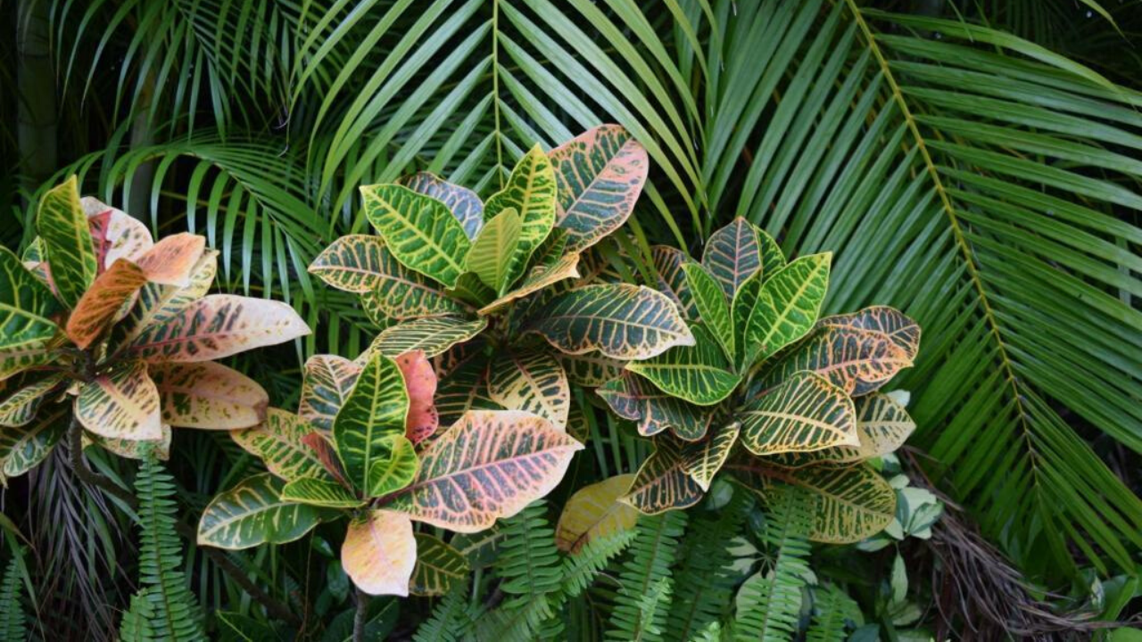 South Florida Plant Guide: The Best Low Maintenance Plants For Your La ...